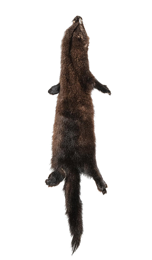 WILD FUR PELTS – North American Trapper