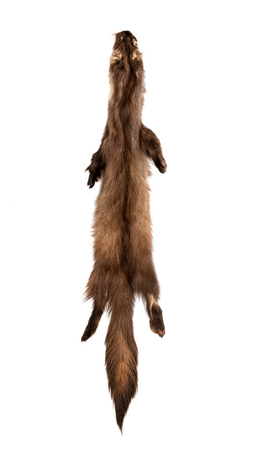 WILD FUR PELTS – North American Trapper